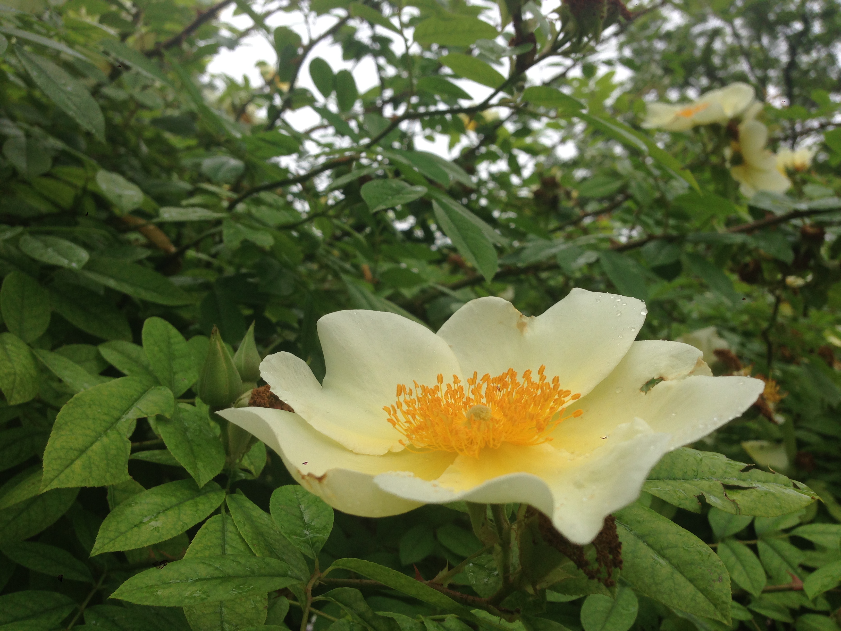 Thrive – Elements of Your Success